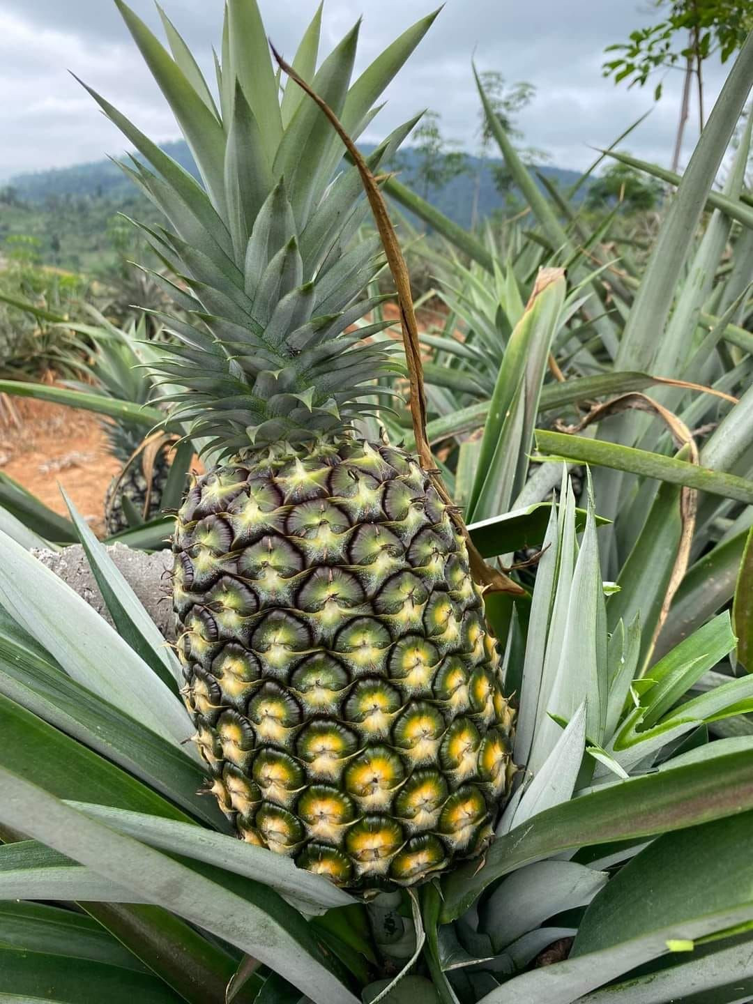 Buy Fresh Pineapple Fruit From Thailand from FRESHIE FOOD EXPORT ...