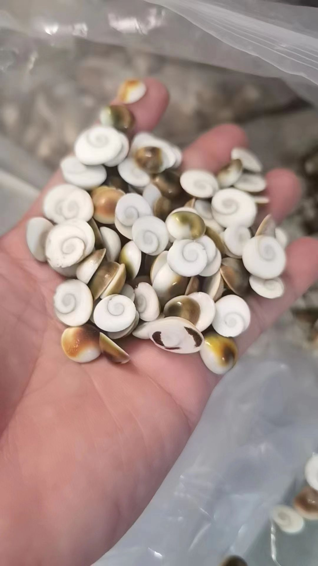 Buy Yellow Cat Eye Shells / Cowrie Shells/ Seashells Operculum As Arts ...