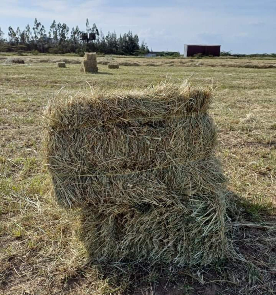 Buy Hay, Gold from Life tree ltd, Kenya | Tradewheel.com