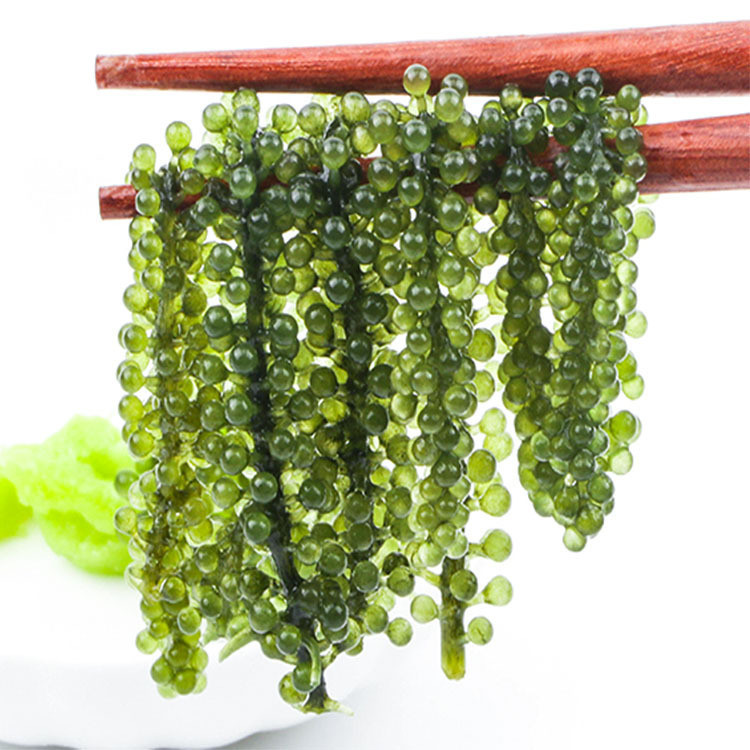 Buy Lato Sea Grapes Caulerpa Lentillifera from VIET D.E.L.T.A ...