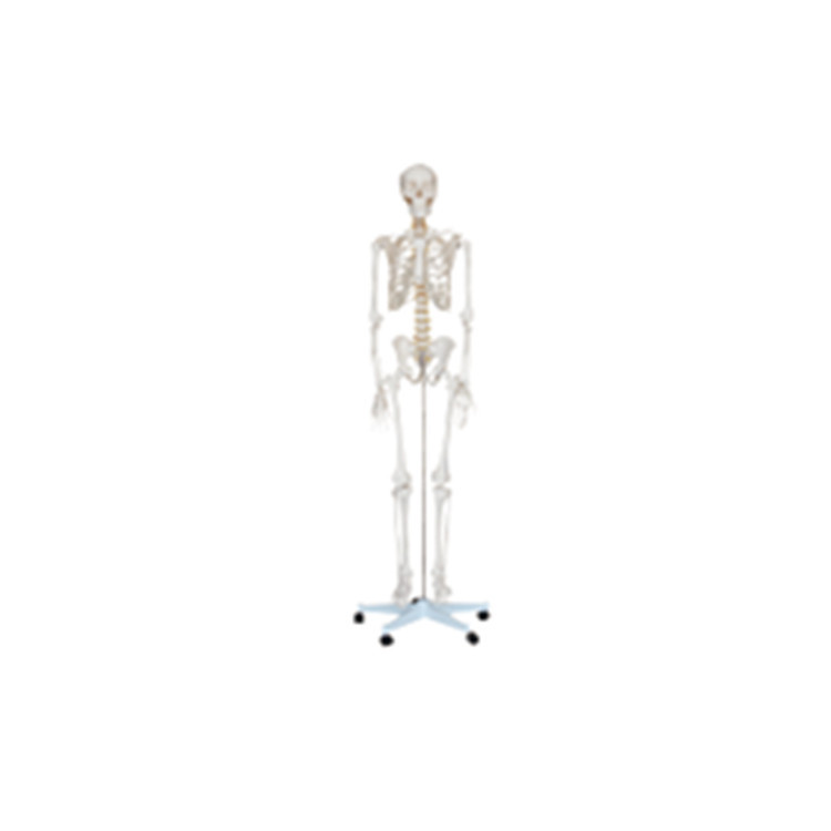 Buy Life Size Medical Anatomical Human Skeleton Model 180cm from ...