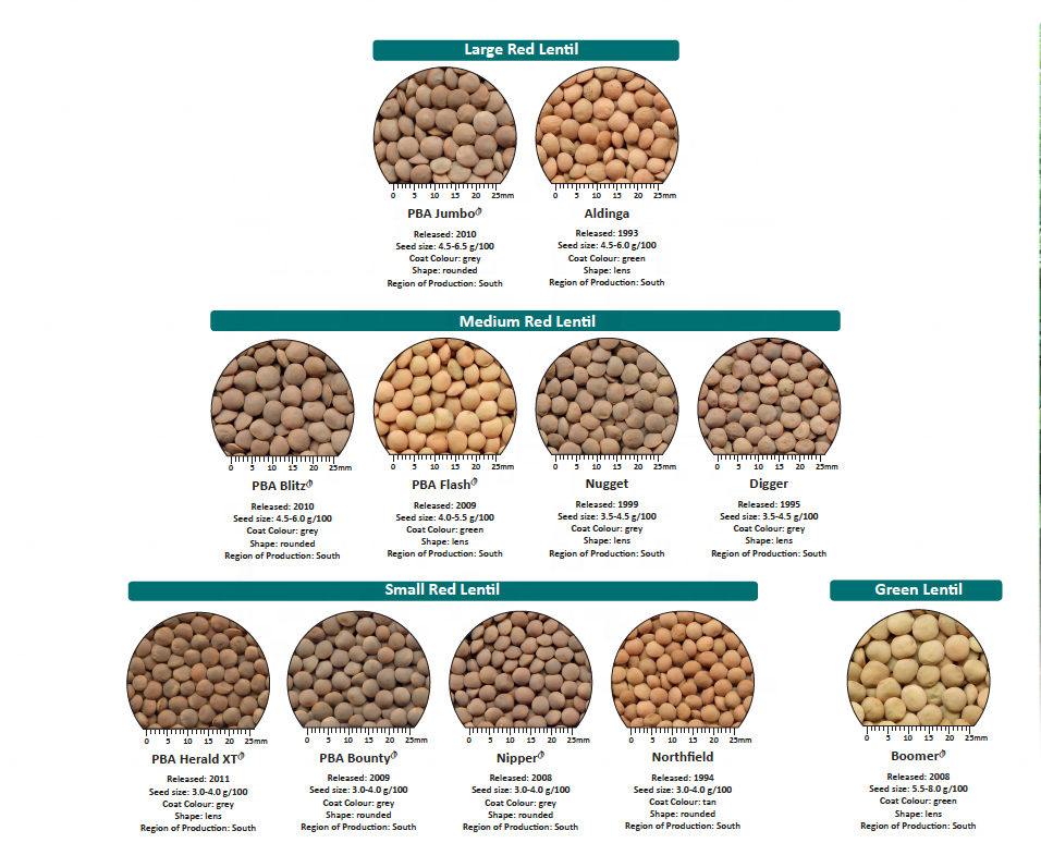 Buy Northfield - Australian Small Red Lentils from Oceanic Multitrading ...