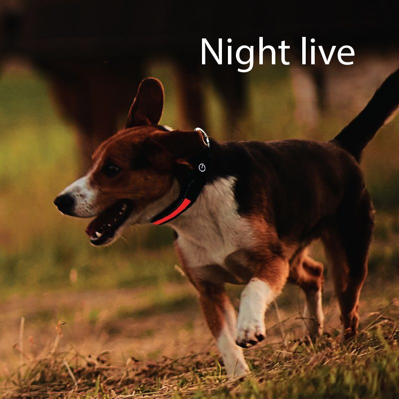 Buy Rena Pet Colorful Adjustable Led Reflective Night Safe Dog Collar ...