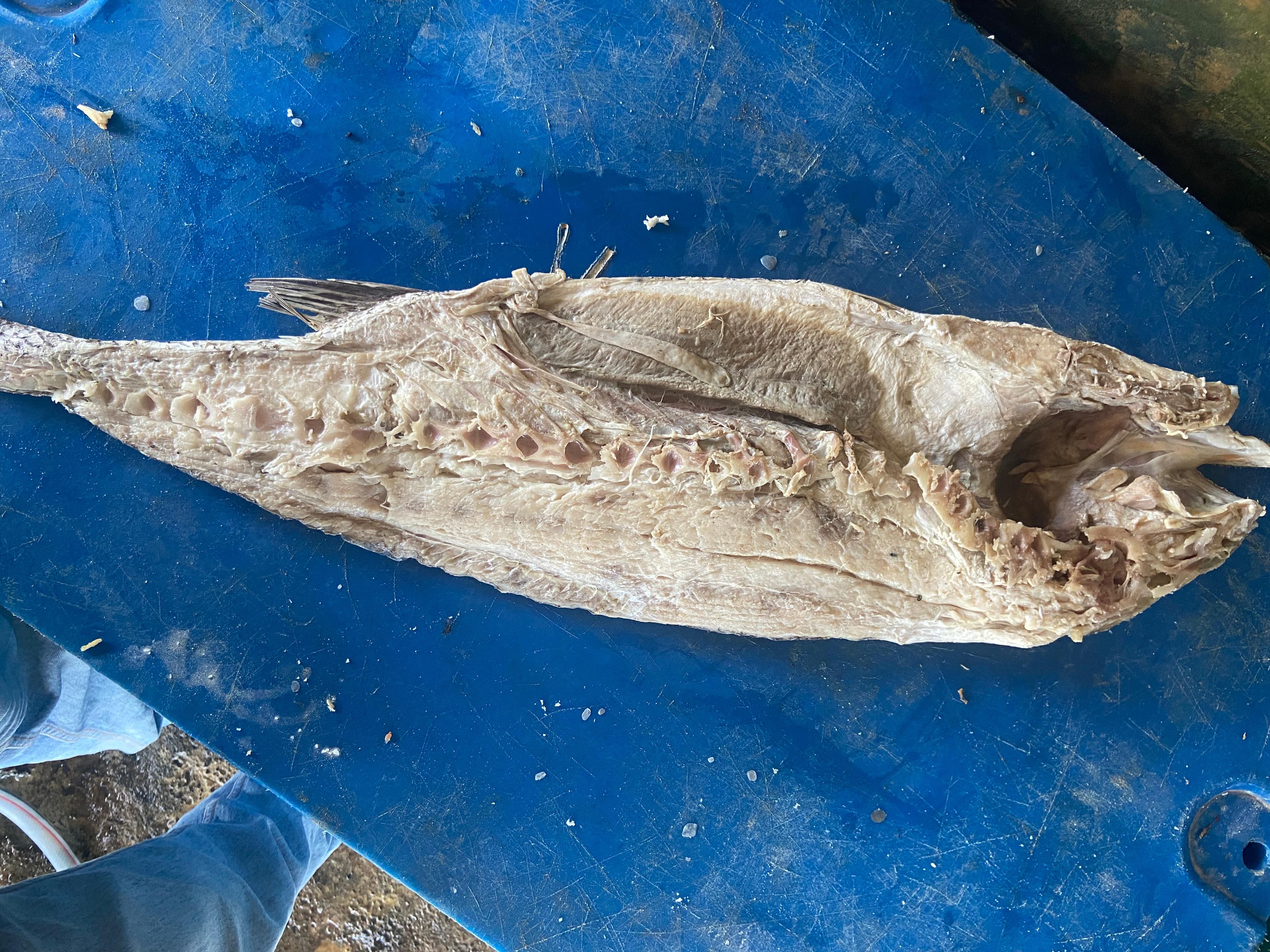Buy Salted Terusan / Angkua Fish from CV Graha Cipta Nusantara ...