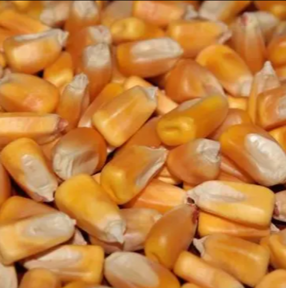 Buy Corn Grain Pure Natural Dried Yellow Corn Maize from Cobra Met Co ...