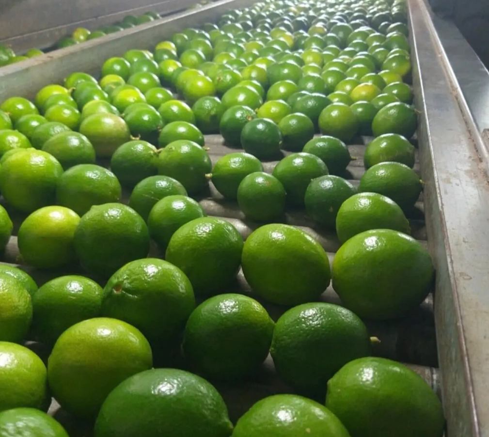 Buy Pure And Natural Fresh Lemon Fruit/green Lemon/yellow Lemon from ...