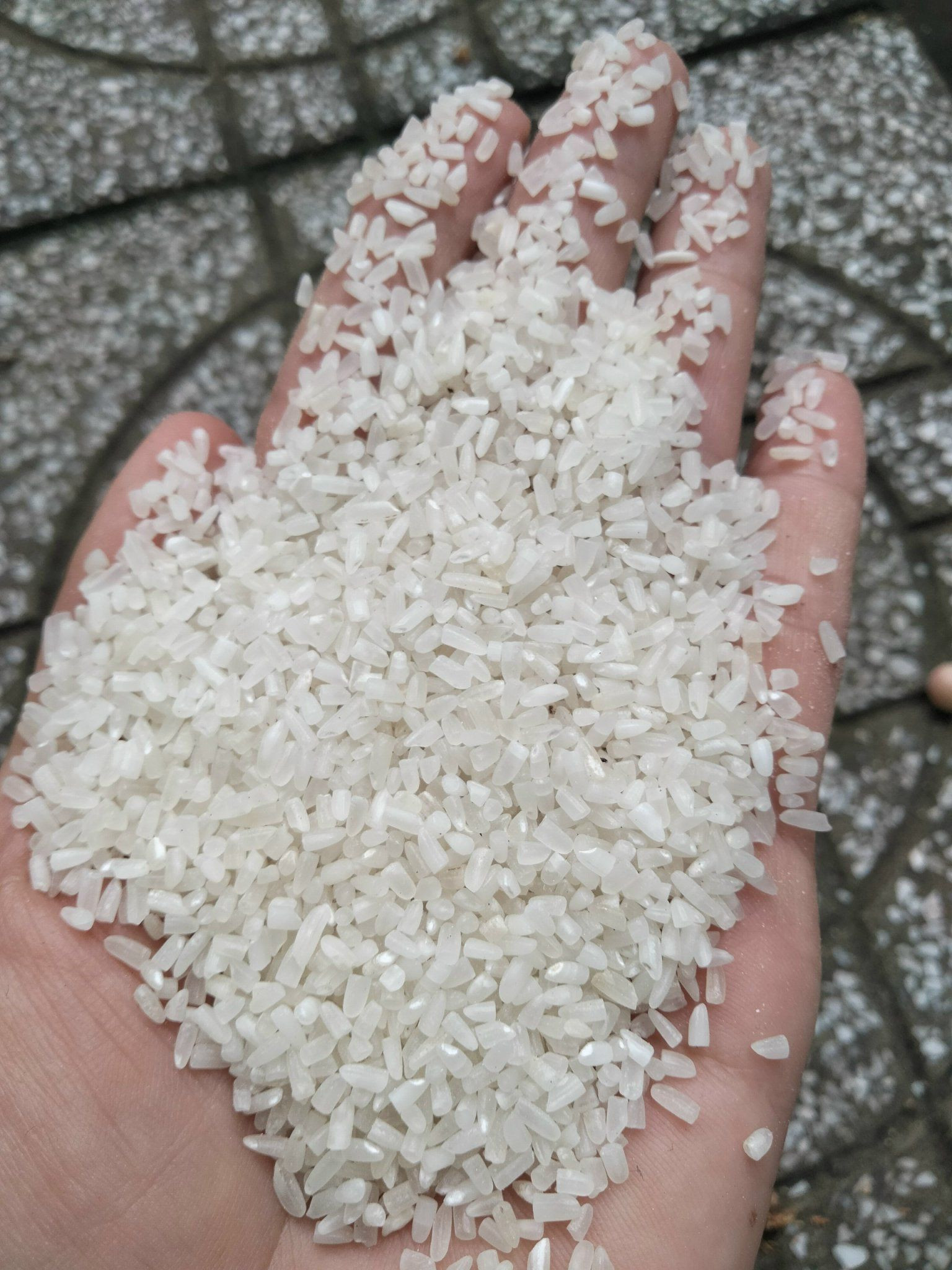 Buy Japonica Rice from CHEN HAO CO., LTD, Vietnam | Tradewheel.com