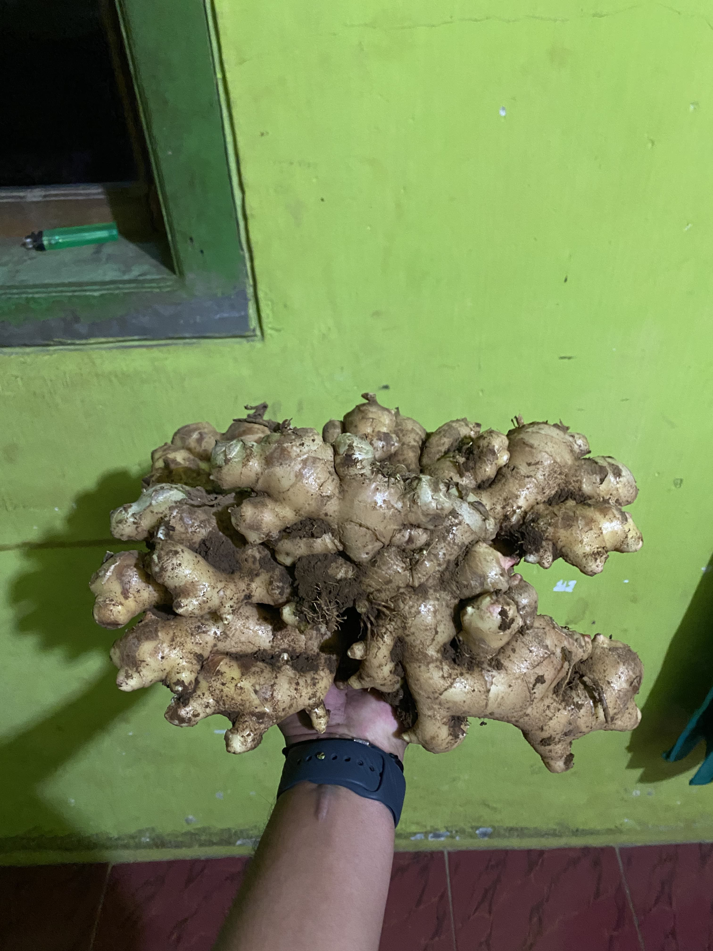 Buy Fresh Elephant Ginger From Indonesia from PT. Seagro Indo Pratama, Indonesia | Tradewheel.com