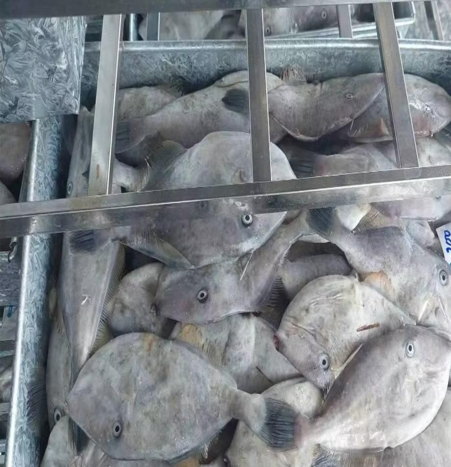 Buy High Quality Frozen Fish Leather Jacket From Makassar City South ...