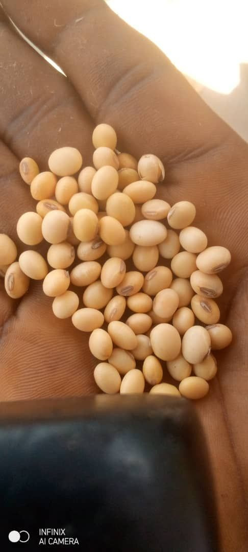 Buy Premium Soya Beans & Agricultural Products from OBED LLC, USA ...
