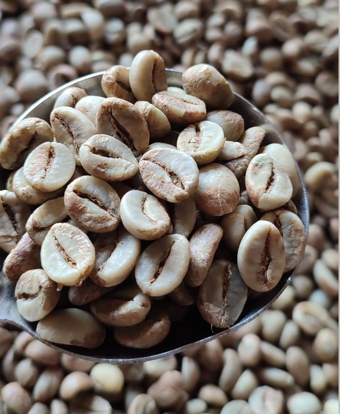 Buy Robusta Coffee Green Beans from PT Global Wills Sejahtera (Super ...
