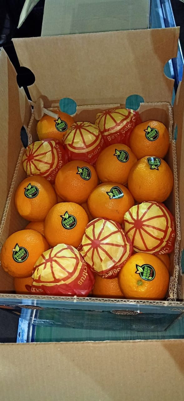 Buy Fresh Oranges from Green Point for import & export, Egypt ...