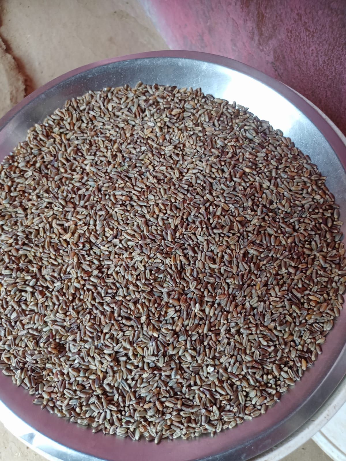 Buy Black Wheat Grains from Nzo Marketing, India | Tradewheel.com