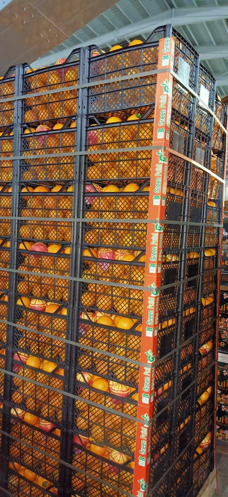 Buy Fresh Oranges from Green Point for import & export, Egypt ...