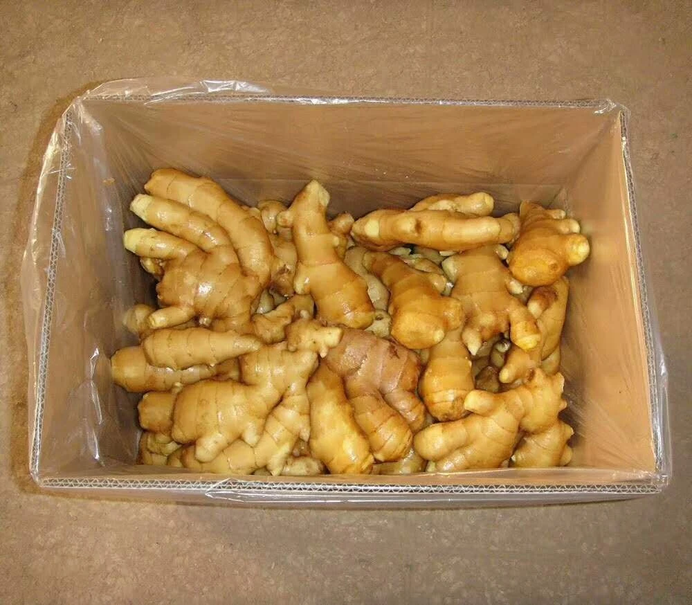 Buy Bulk Fresh Ginger from Global Grains INC, Poland | Tradewheel.com