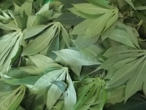 Buy Frozen Rectangular Cassava Leaves, Frozen Vegetable from AN VAN ...