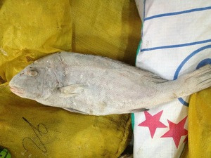 Buy Frozen Trevally Fish Whole Seafood from Fuzhou Woos International ...