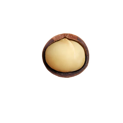 Buy High Quality Organic Dry Roasted Macadamia Nuts Raw Processed ...