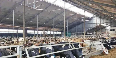 Buy Low Speed Large Industrial Dairy Farm Ceiling Fan from Hebei ...