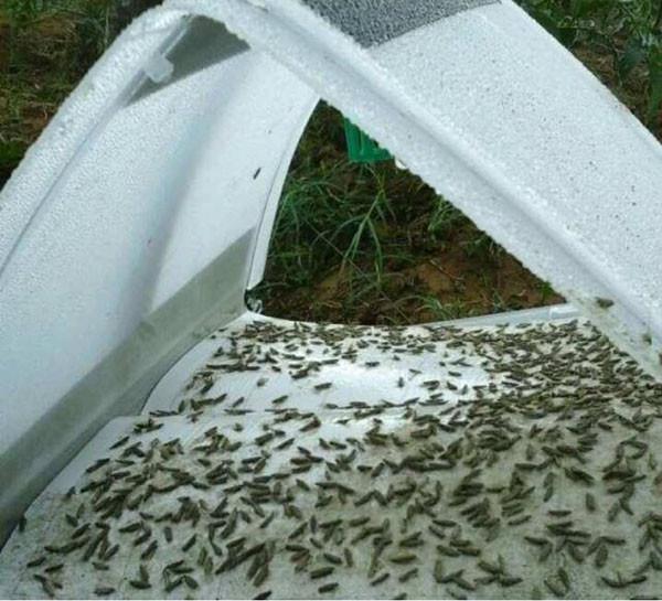 Buy Non Toxic Tuta Absoluta Lure Trap Farm Pest Killer from Zhangzhou ...