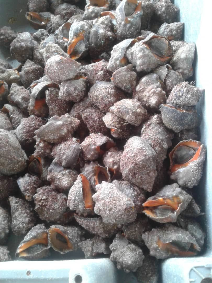 Buy Operculum from Elveth sarl, Mauritania | Tradewheel.com