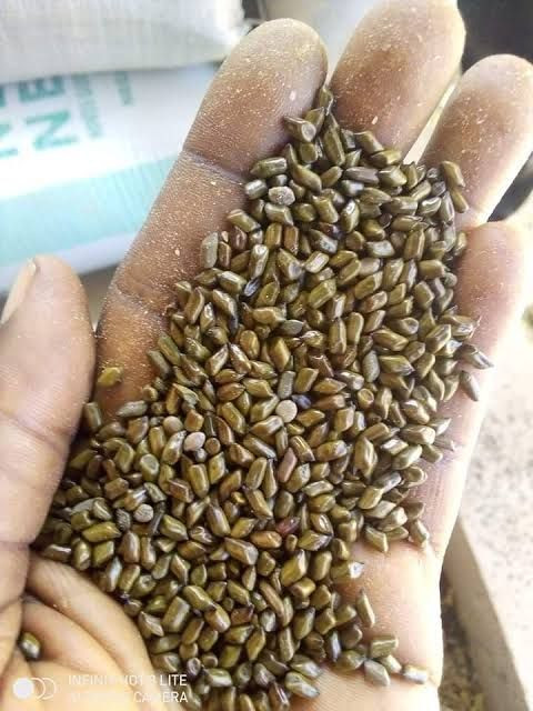 Buy Grade-a Cassia Tora Seeds from Saints Edge Synergy International ...