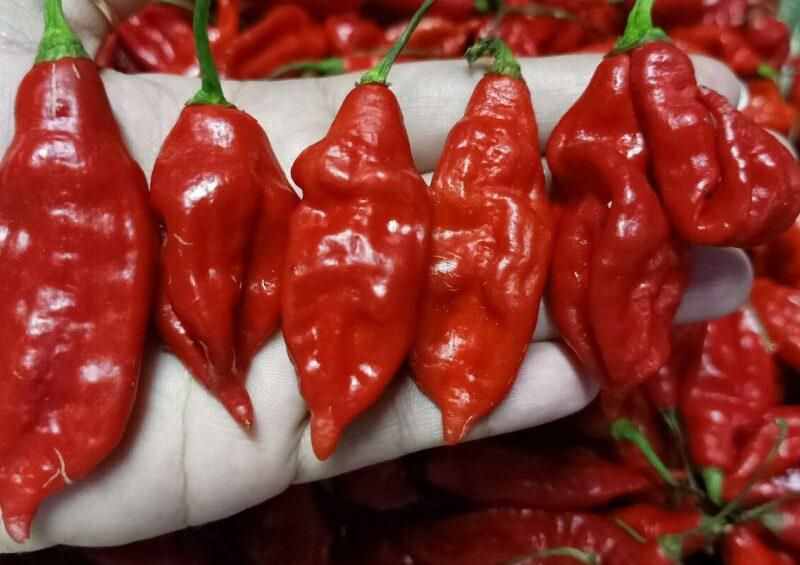 Buy Best Aji Ahuachapan Red Chilli – Premium Hot Pepper From El ...