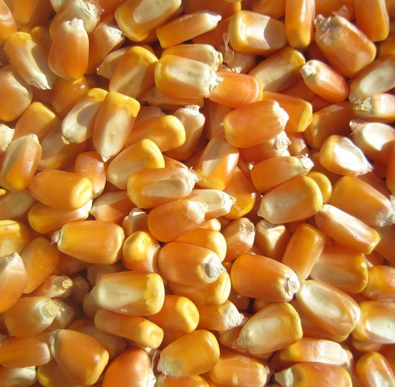 Buy Quality Organic Corn Kernels Full & Golden Yellow Premium ...