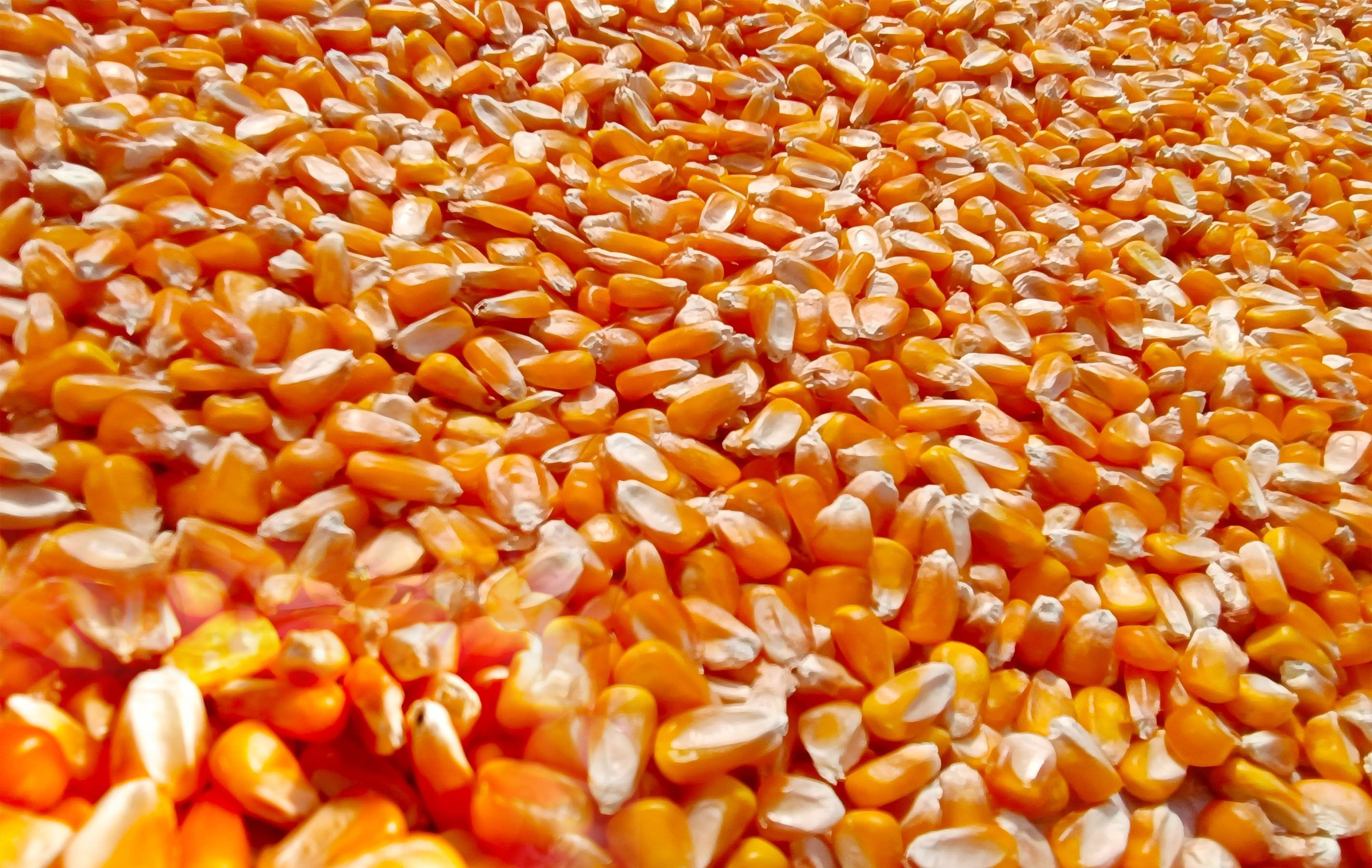 Buy Premium Quality Yellow Corn from Beijing Juyuneng Natural Science ...