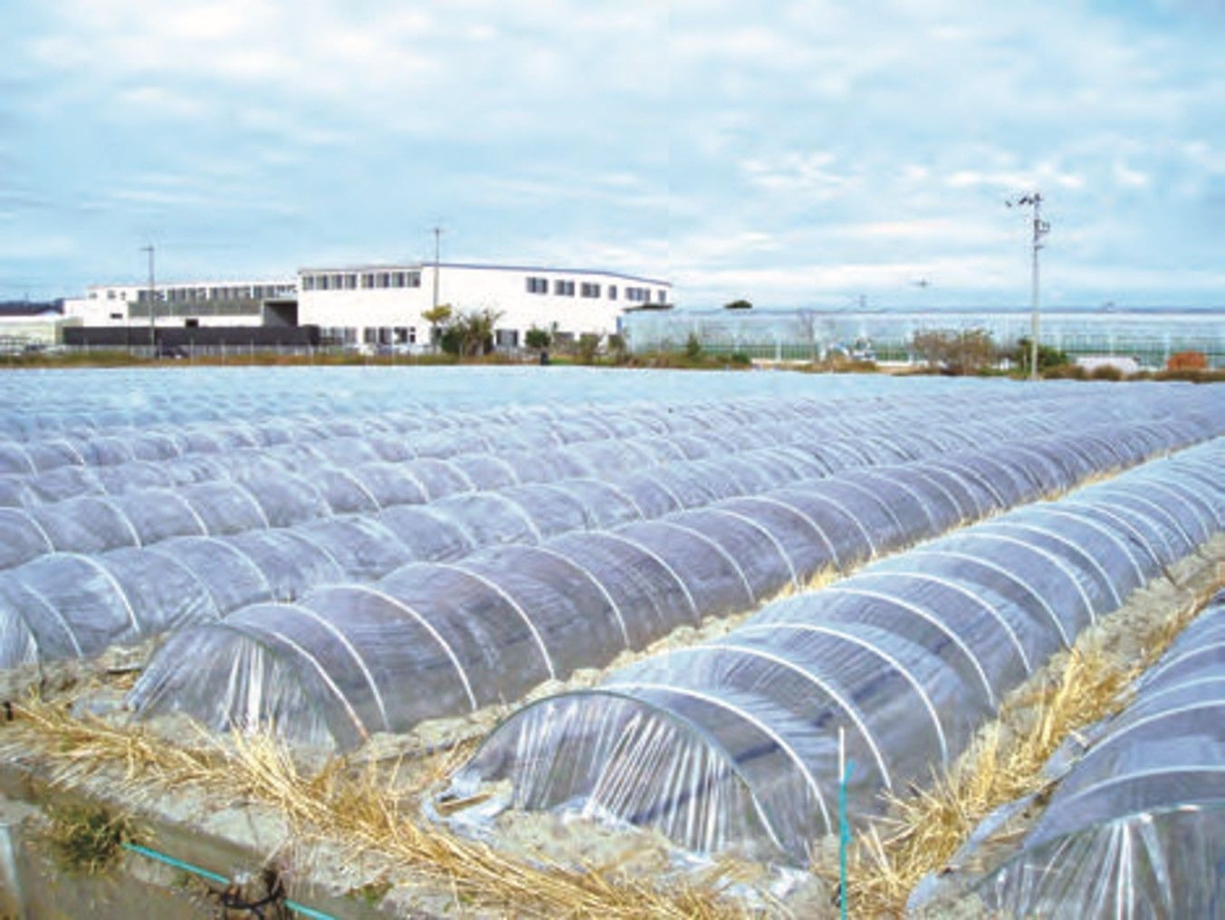 Buy Polyolefin Film For Greenhouse, Agricultural Applications, Po Film ...