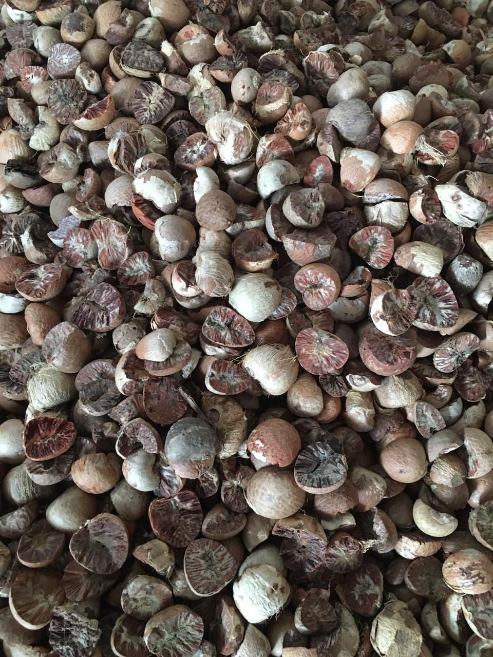 Buy Betel Nuts from PT Shandi Sukses Abadi, Indonesia | Tradewheel.com
