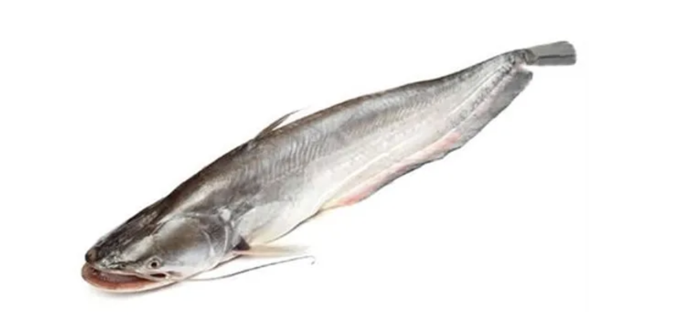 Buy Helicopter Catfish from Friends International, Pakistan ...