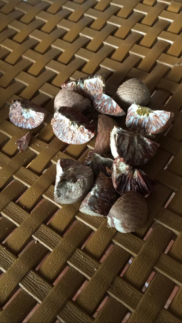 Buy Betel Nuts from PT Shandi Sukses Abadi, Indonesia | Tradewheel.com