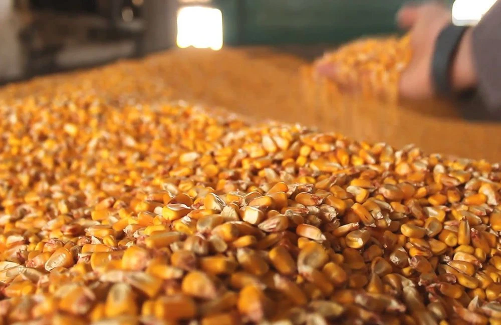 Buy Brazil Gmo Yellow Corn Grade 2, Best Animal Feed from YHES TRADE ...