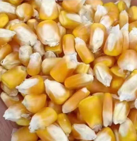 Buy Quality Organic Corn Kernels Full & Golden Yellow Premium ...