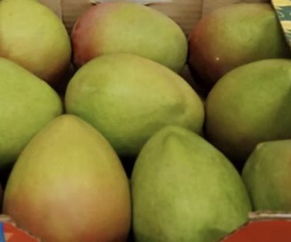 Buy Mangoes from Fluna, United Kingdom | Tradewheel.com