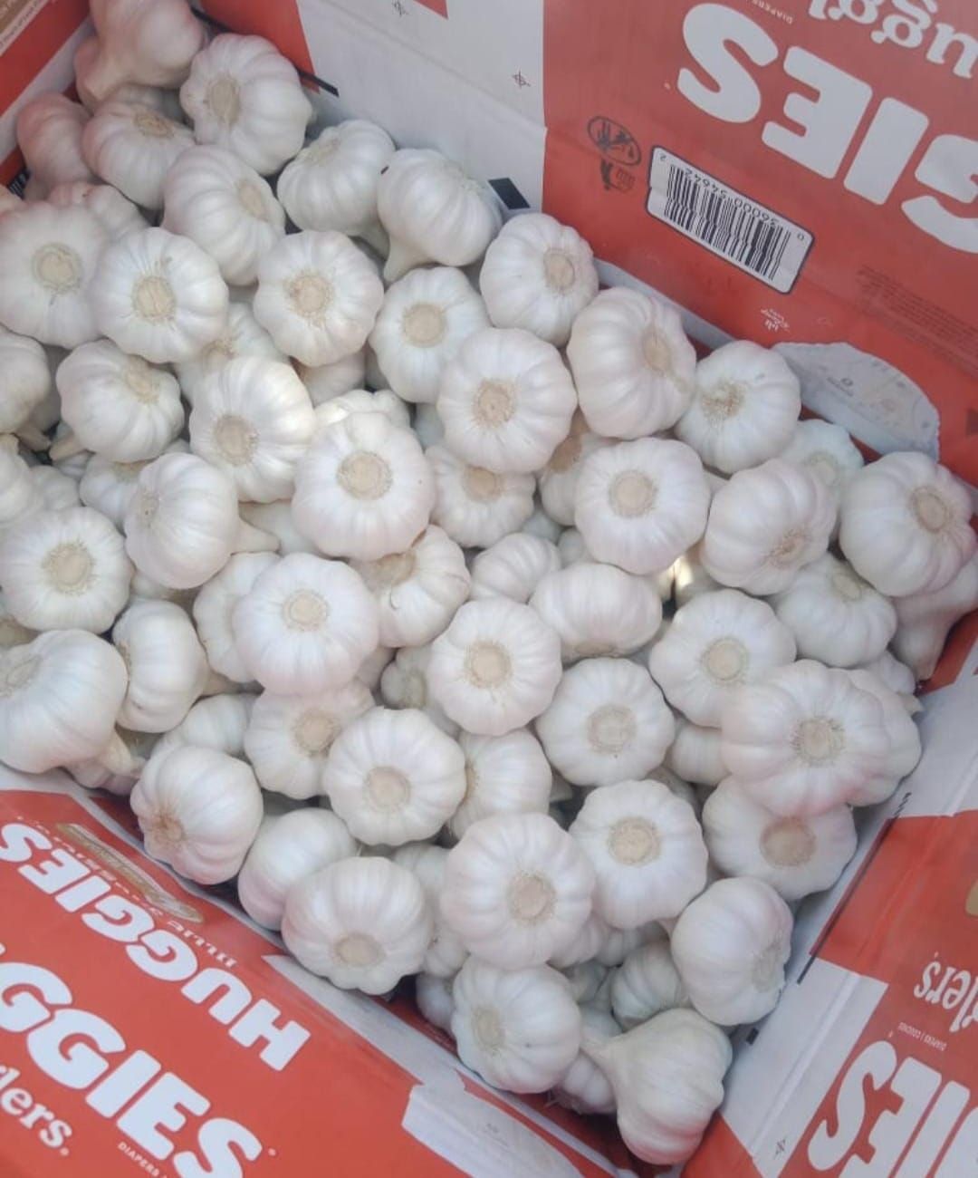 Buy Fresh Garlic High Quality Newest Crop Wholesale Best Price Normal ...