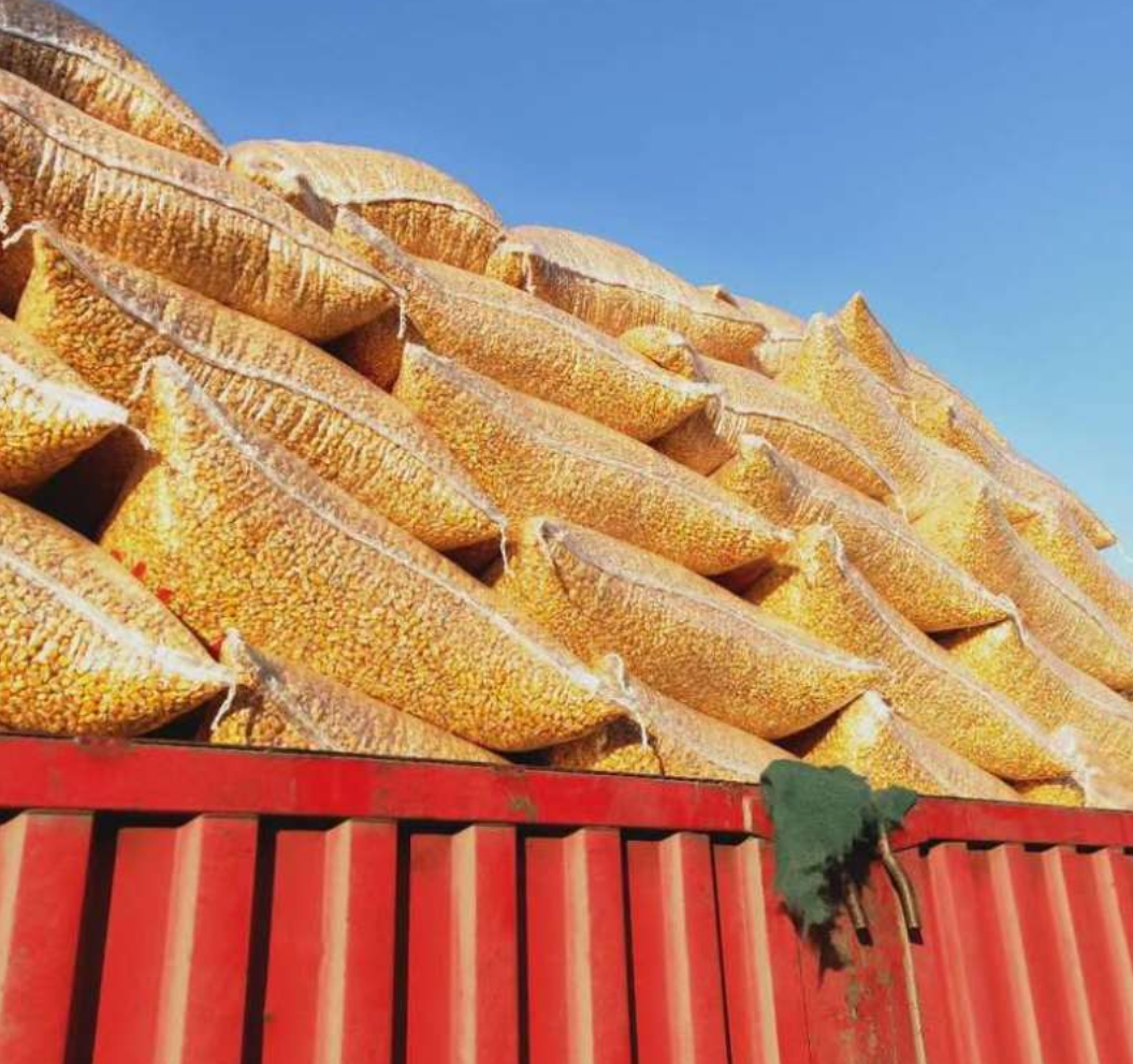 Buy Quality Organic Corn Kernels Full & Golden Yellow Premium ...