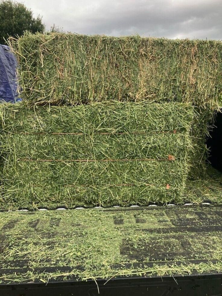 Buy Premium Quality Alfalfa Hay For Animal Feed – Nutrient-rich And ...