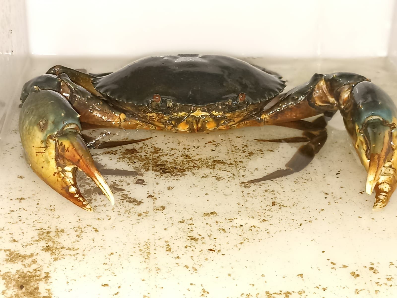 Buy Live High Quality Mud Crabs from PT. Tora Oriental Pacific ...