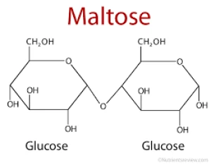 Buy Maltose from Hapat Dis Ticaret ve Danismanlik, Republic of Türkiye ...