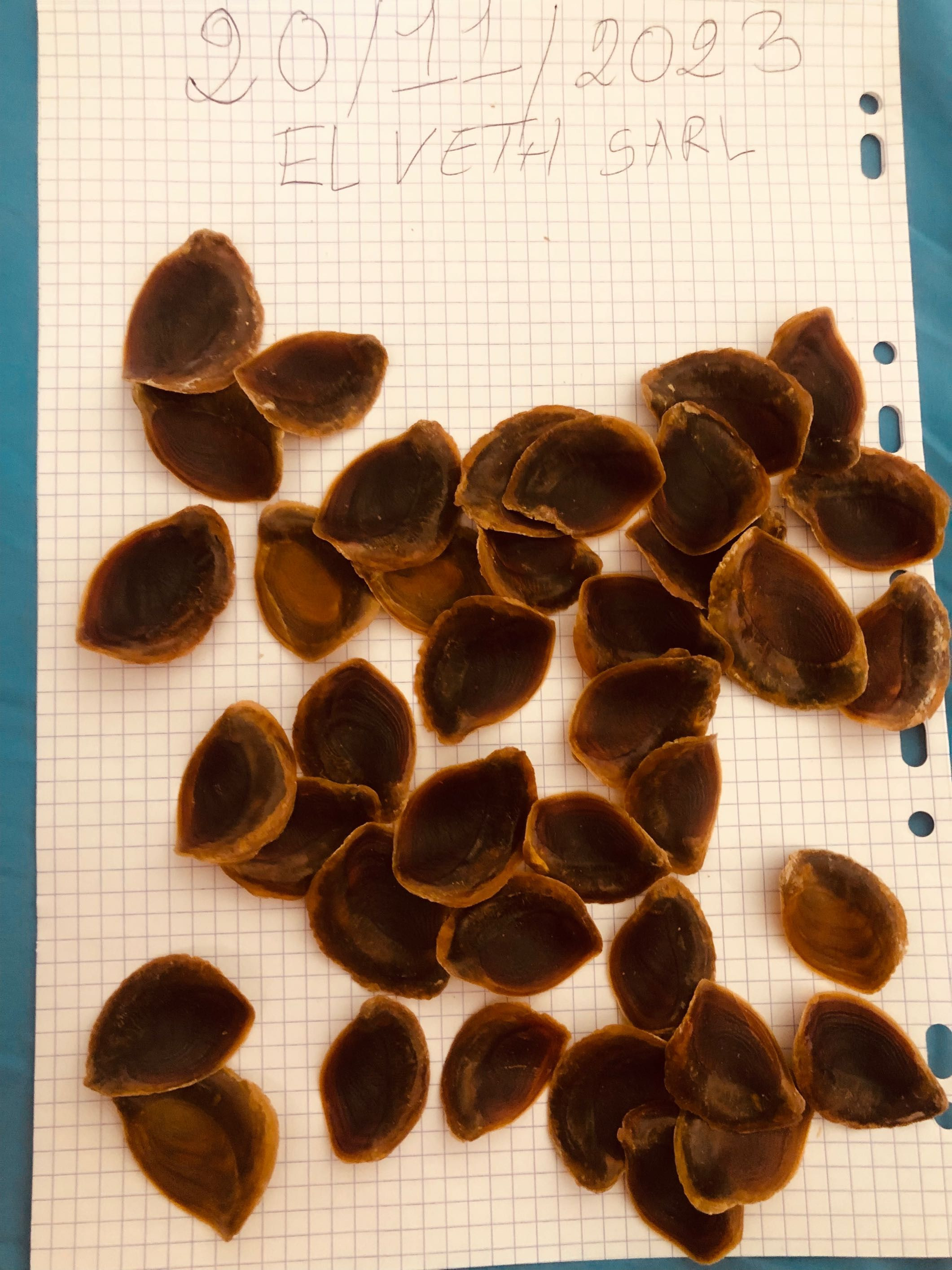 Buy Operculum from Elveth sarl, Mauritania | Tradewheel.com