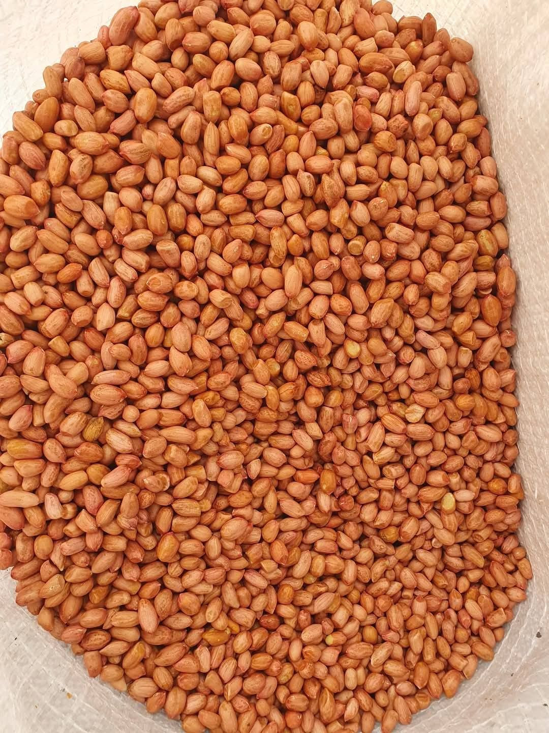 Buy Raw Java & Bold Peanuts For Sale from Camagro exporters, Cameroon ...