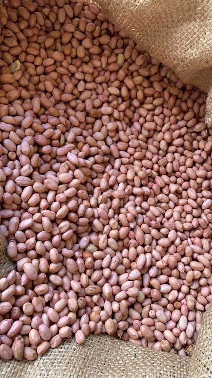 Buy Raw Java & Bold Peanuts For Sale from Camagro exporters, Cameroon ...