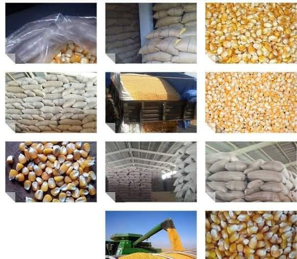 Buy Yellow Corn (grade - 2 For Animal Feed) from ZANDO GENERAL TRADING ...