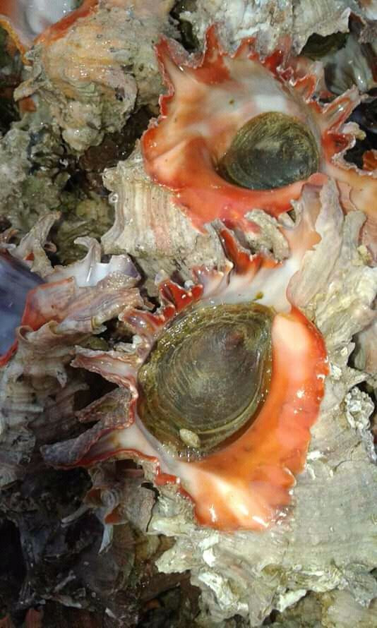 Buy Operculum from Elveth sarl, Mauritania | Tradewheel.com