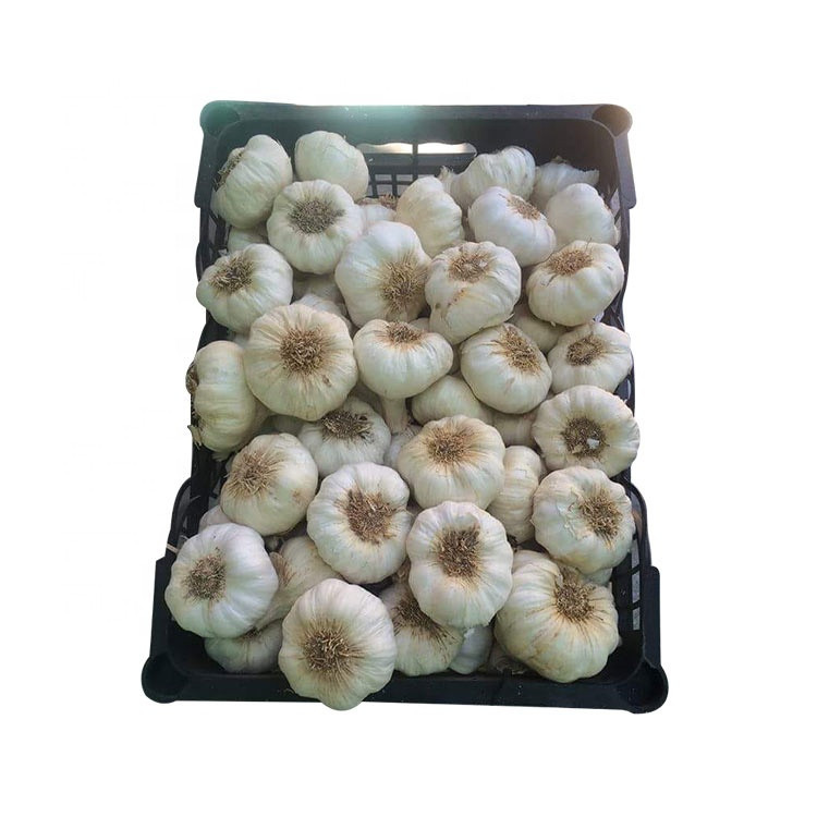 Buy Fresh White Garlic Specification Peeled Garlic Normal Snow White ...