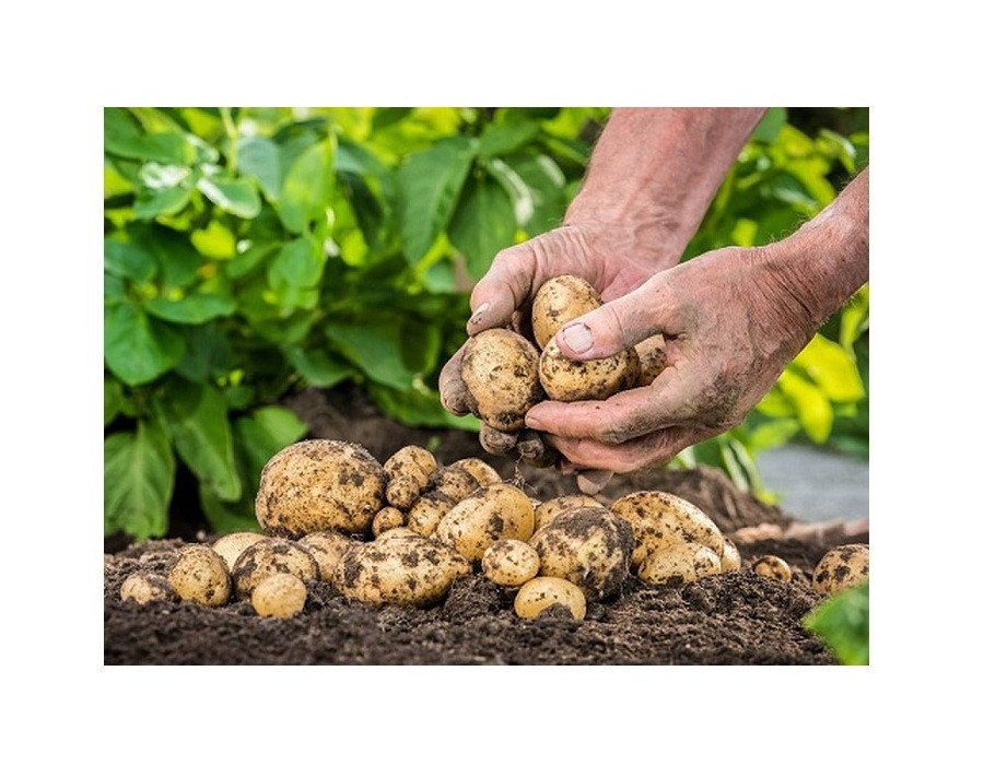 Buy New Harvest High Quality Potato From Vietnam Farm! Fresh Sweet ...