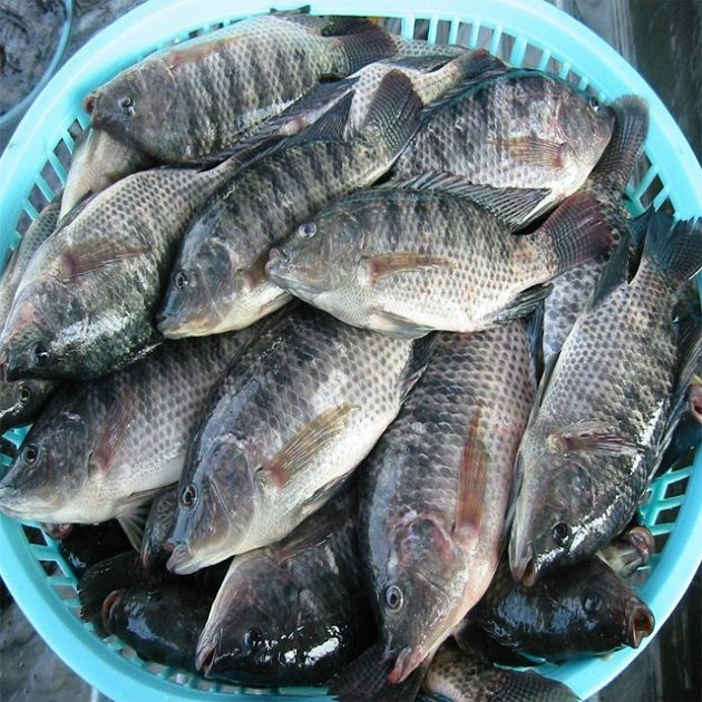 Buy Frozen Fish Tilapia Custom Packing 10kg 10lbs Per Carton Iwp Ivp ...