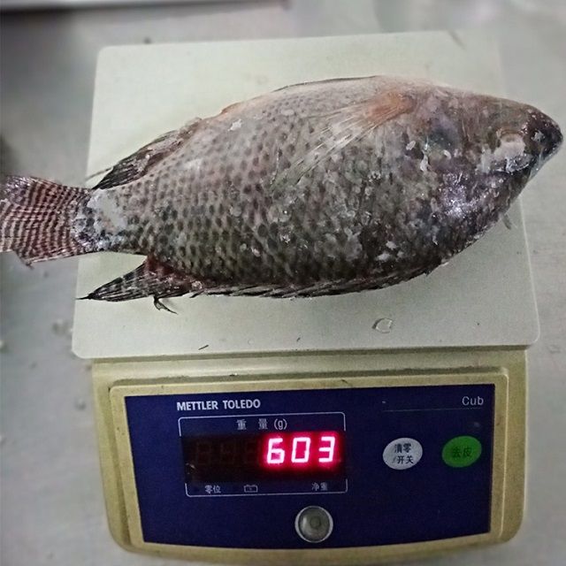 Buy Frozen Fish Tilapia Custom Packing 10kg 10lbs Per Carton Iwp Ivp ...